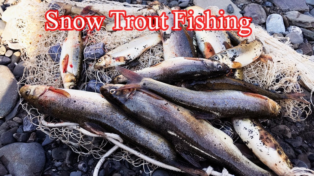 Snow Trout Fishing with net in Pakistan | Net fishing in Pakistan ...