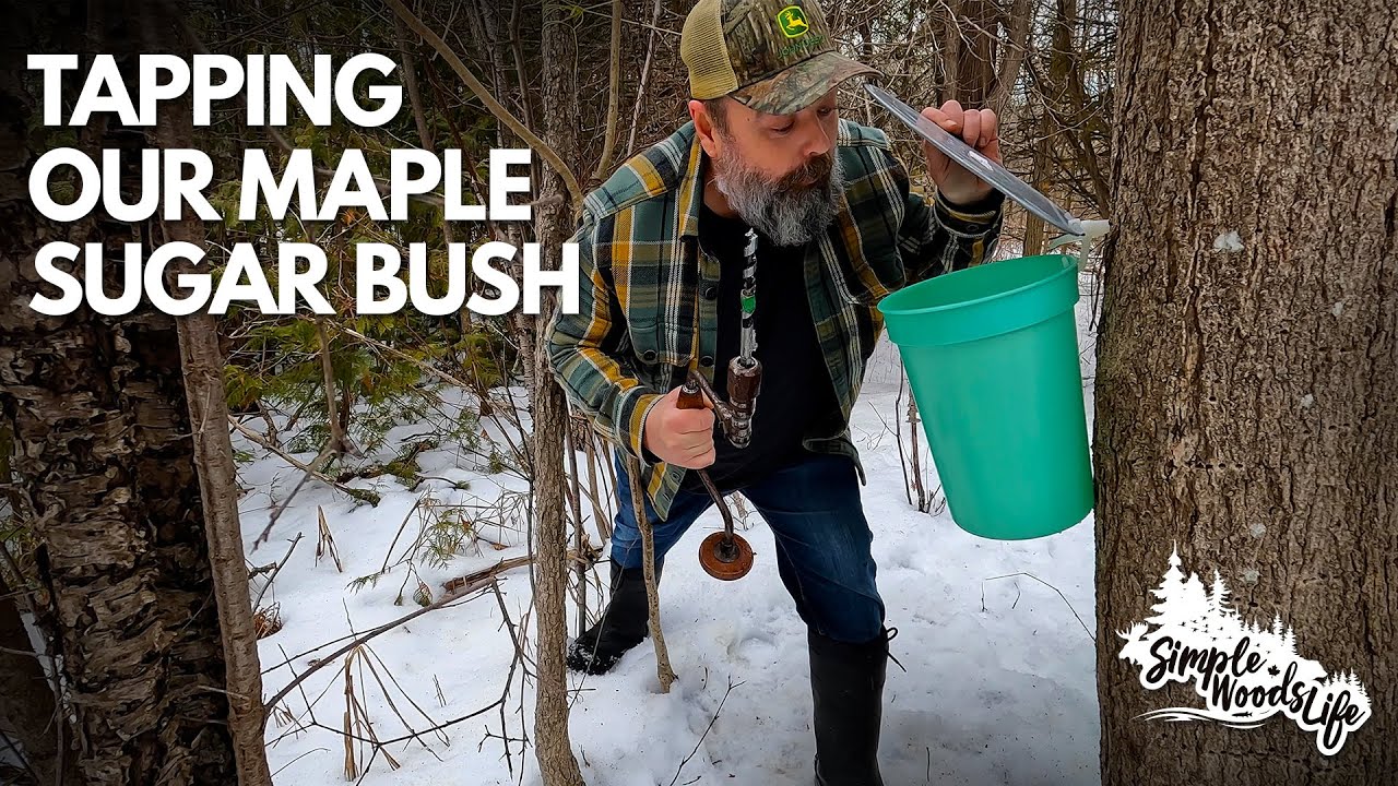 Making small batch maple syrup: tapping our trees. - YouTube