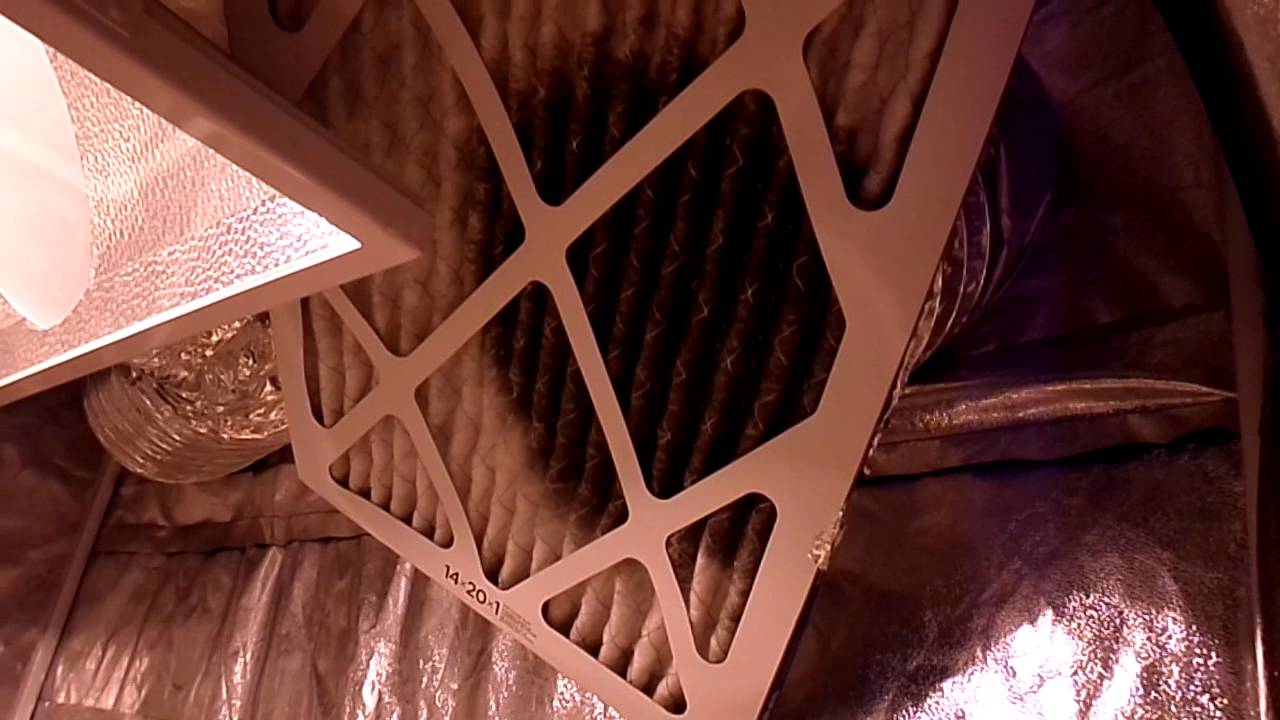 4x8 grow tent week 1 flowering - YouTube