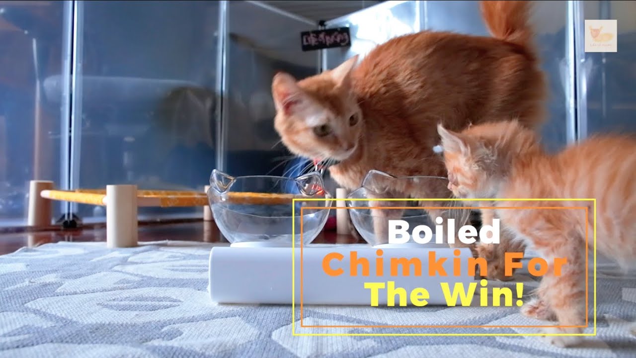 Boiled Chimkin For The Win! | Suki, Kuri, Chuchu & Pipig | ASMR Cat ...