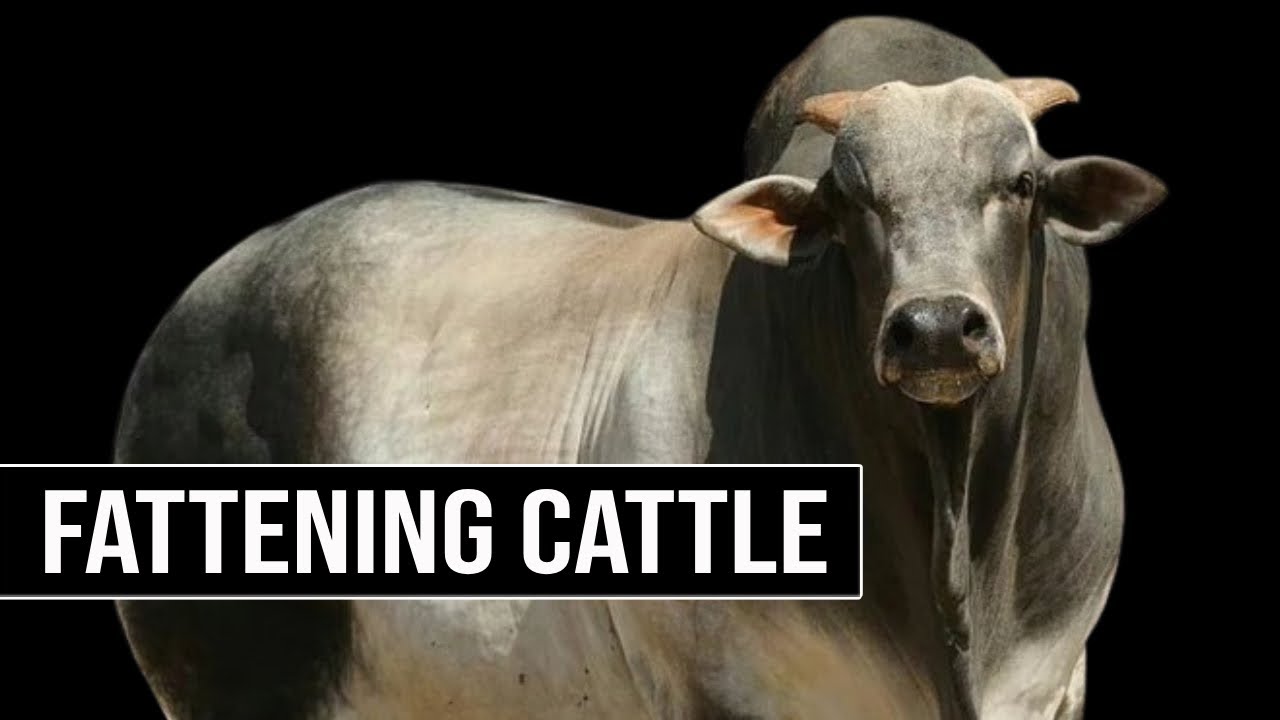 ⭕ Fattening Cattle Proper Management and Feeding Biggest Bulls And Cow ...