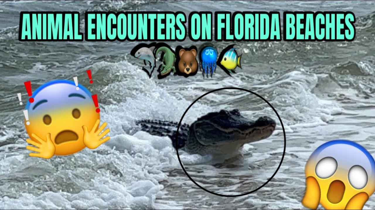 Wild Encounters - The Amazing Animals of Florida's Beaches 🌴 | Wildlife ...