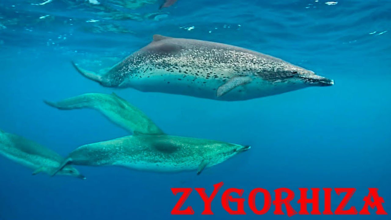 Zygorhiza - YouTube