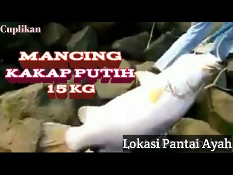 Mancing mania super kakap putih 15 kg