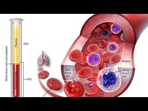 Haematology - 🔴Red blood🩸 cell life cycle - YouTube