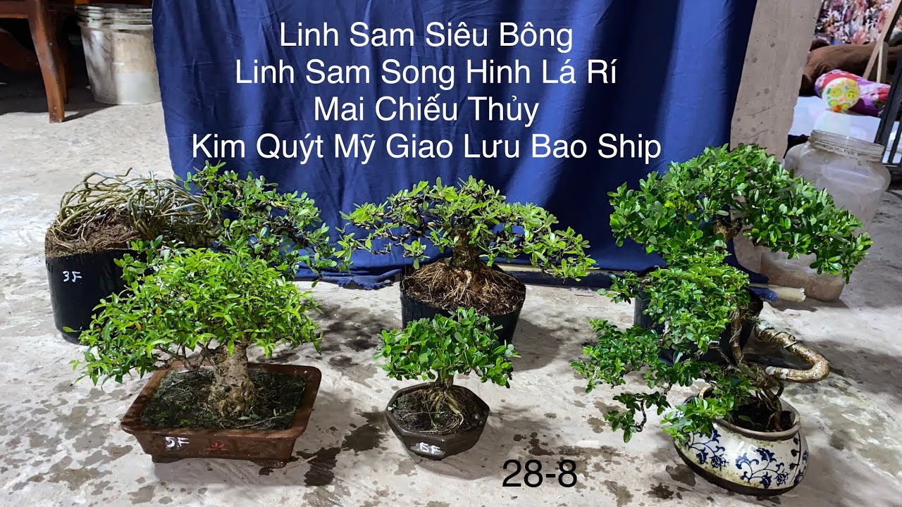 Linh Sam Siêu Bông Linh Sam Song Hinh Mai Chiếu Thủy Kim Quýt Mỹ Giao ...