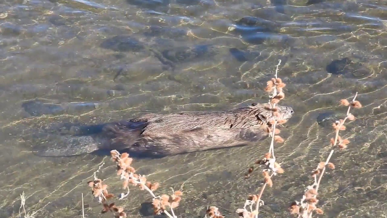 Beaver in Las Vegas - YouTube