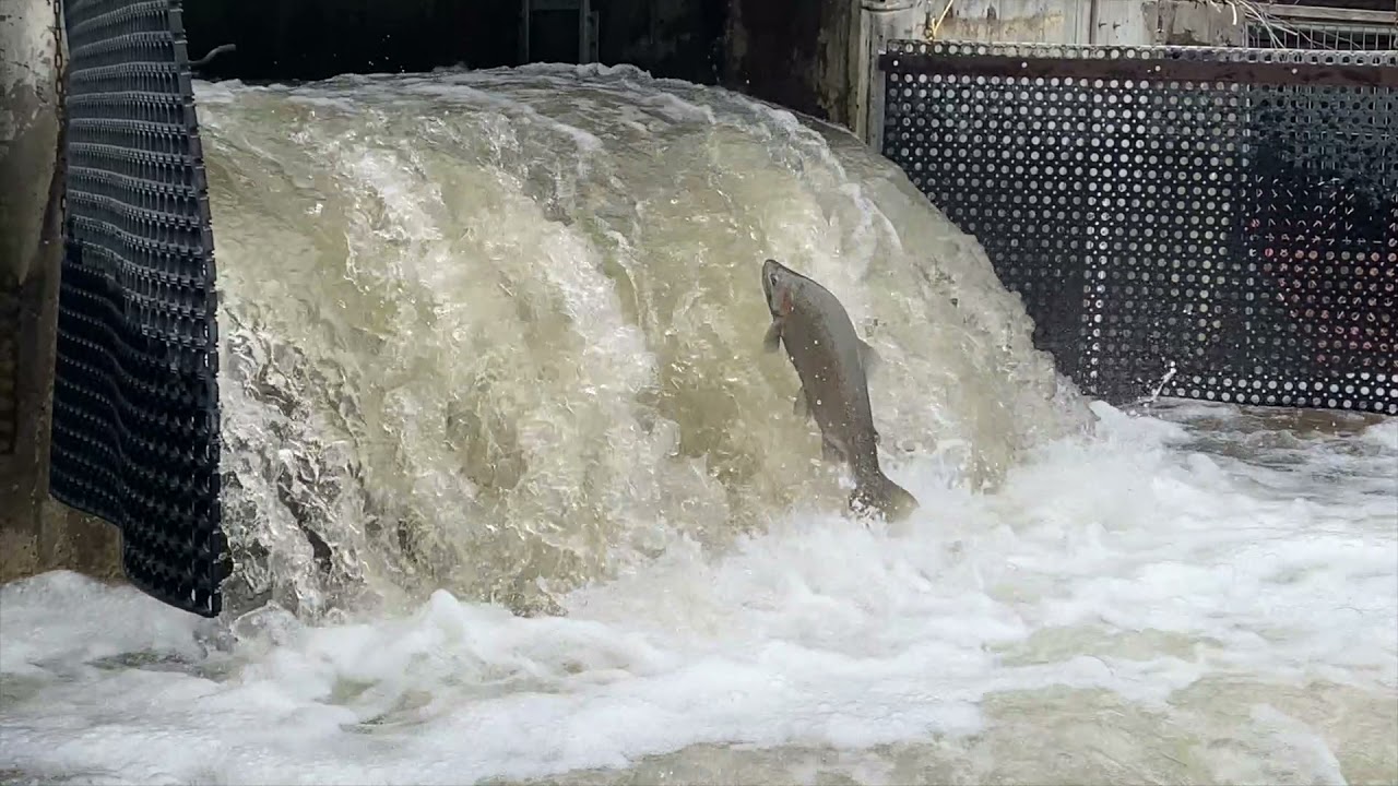 UNBELIEVABLE FISH JUMPS + SLOW MOTION 2021 March - YouTube