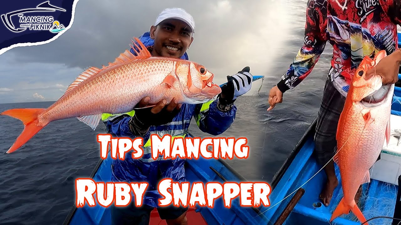 Tips Mancing Ikan Ruby Snapper - YouTube