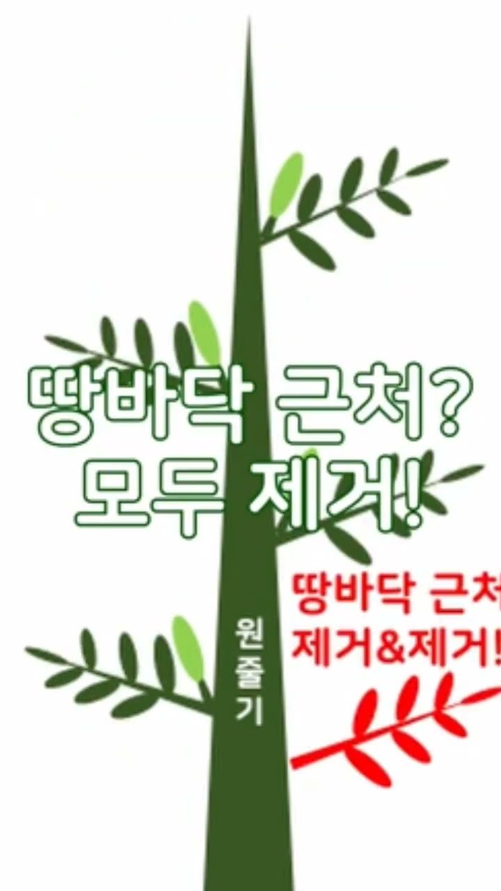 텃밭‘고추순치기 꿀팁이론편 고추 고추순치기 방아다리 곁순 곁순치기 곁순따기 순치기 순따기 순지르기