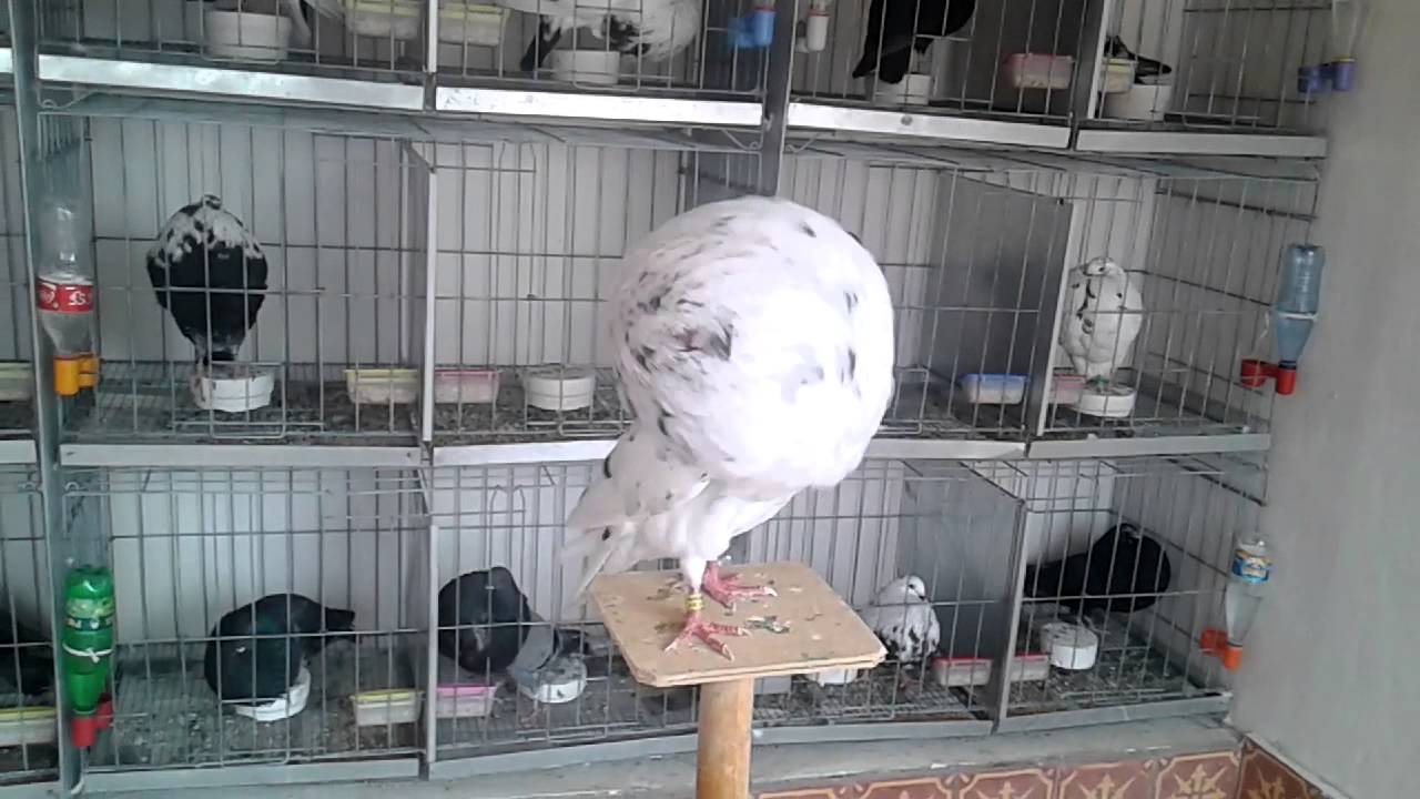 Pigeon sidi slimane buchon Gaditano palomas gaditanas कबूतर - YouTube