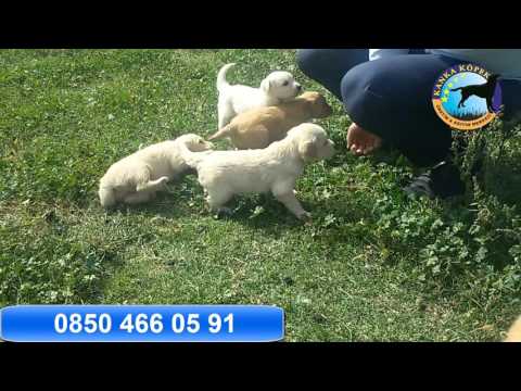 Golden Yavruları | Kanka Köpek