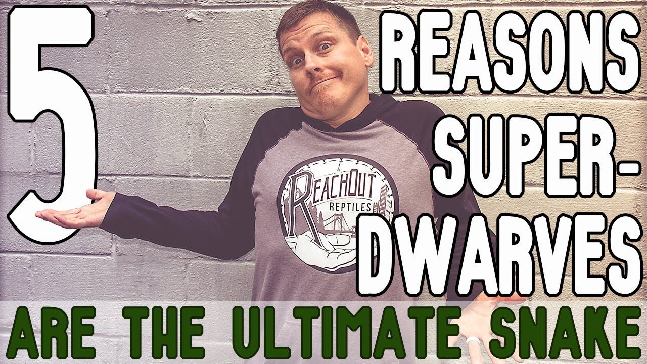 Super Dwarf Retics [Best Snake EVER??] - YouTube