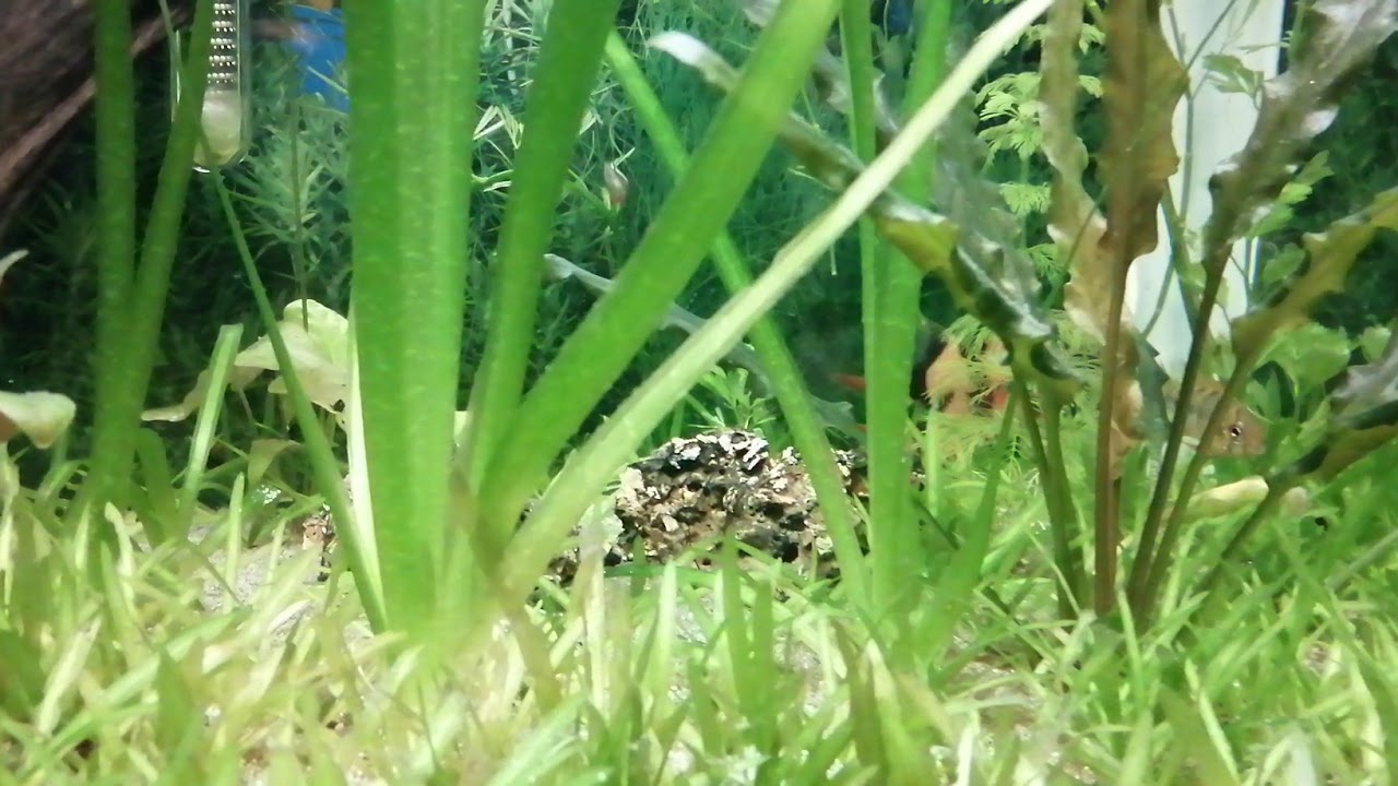 Pez Locha Payaso o Botia Tigre. (Chromobotia macracanthus). - YouTube