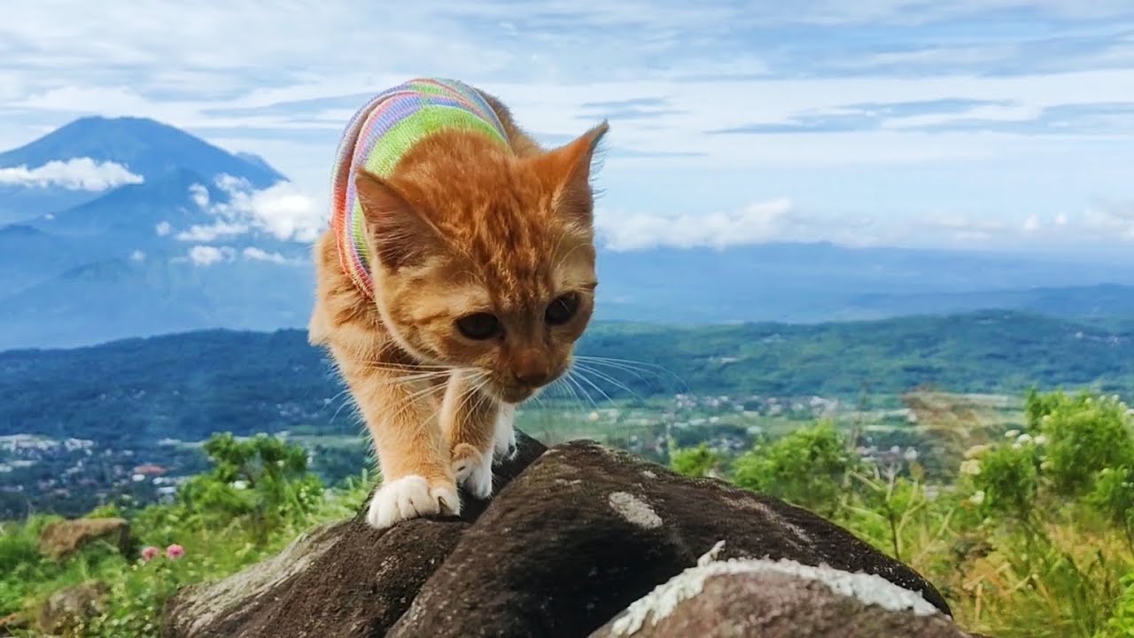 CUTE kitten cats - funny moments cats - Suara Binatang Lucu - part 02 ...