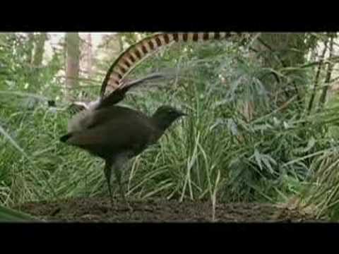 Clever Bird - YouTube