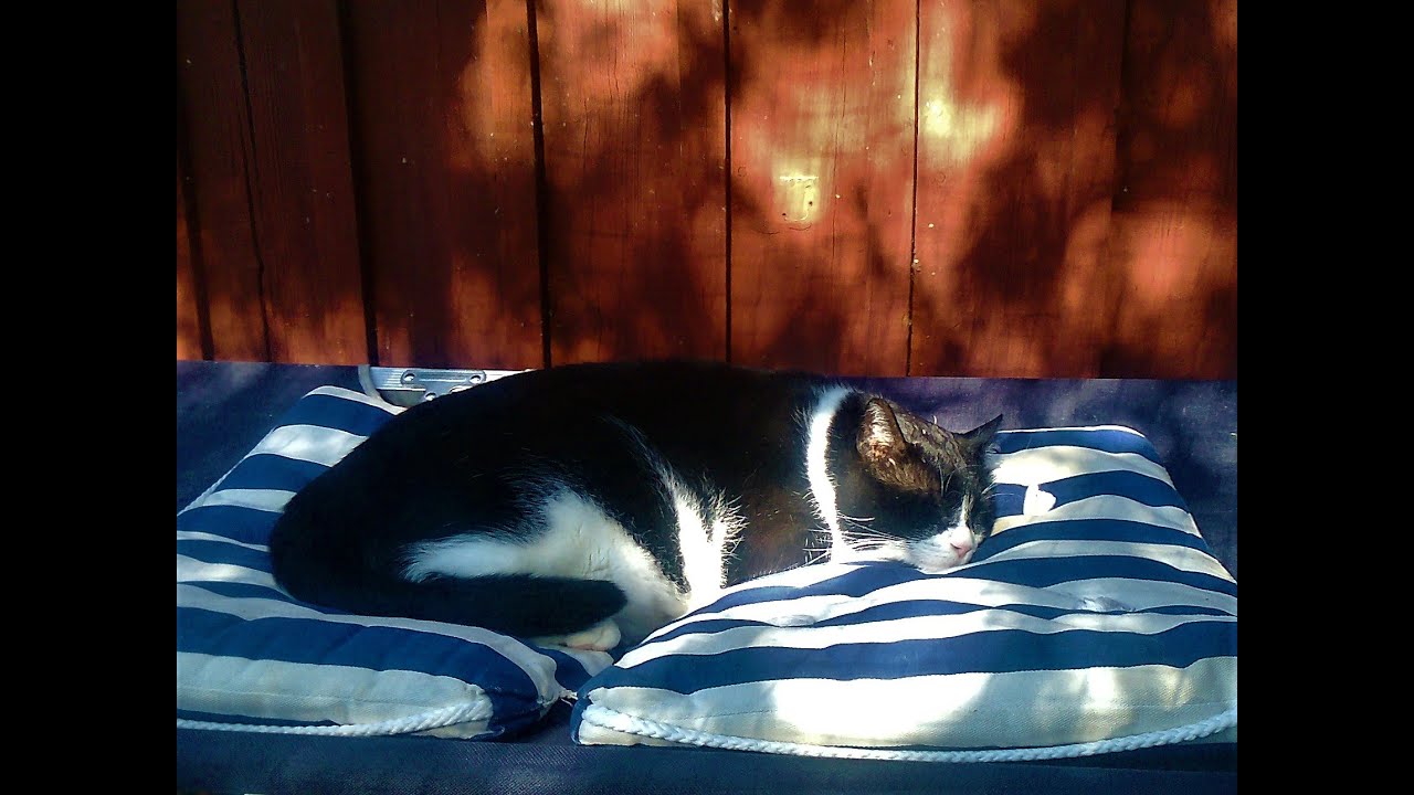 KING JOSHUA THE CAT PART 18 HIGH-PRESSUARE AREA - YouTube