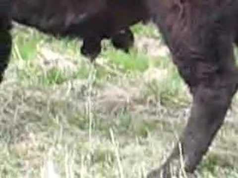 Bison peeing - YouTube