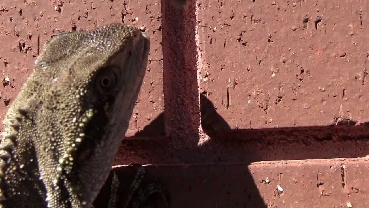 Large WILD Urban Lizard - YouTube