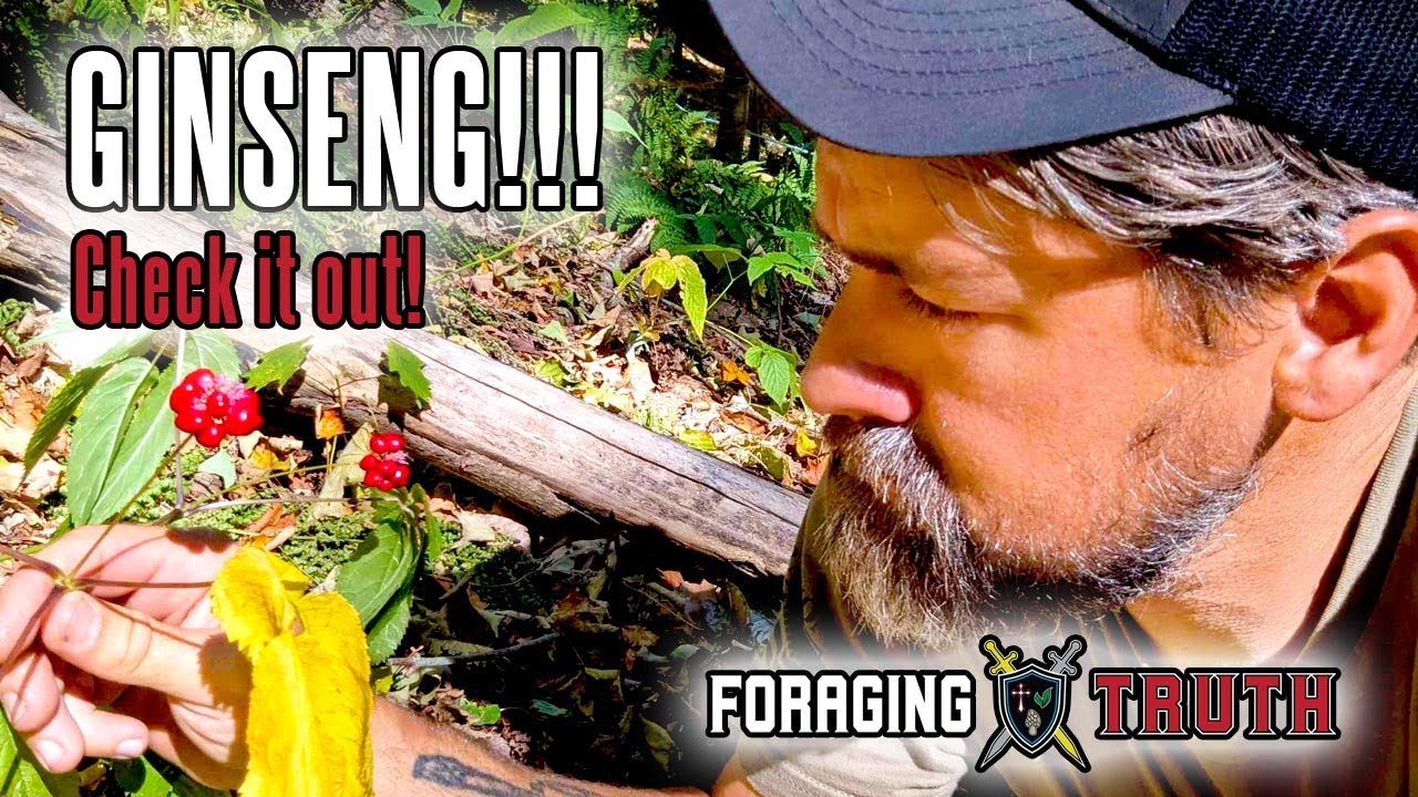 Ginseng Hunting 2024 in Pennsylvania #foraging #nature #appalachia ...