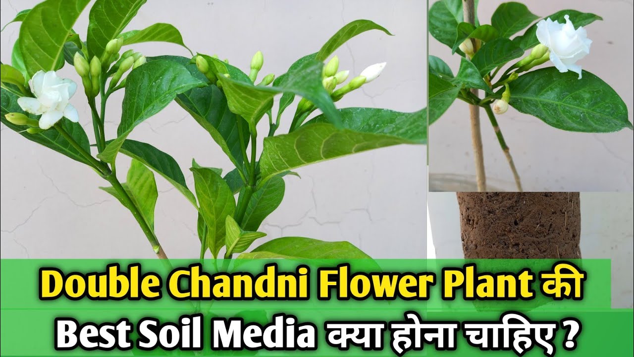 Double Chandni Flower Plant की Soil media क्या होना चाहिए ? How to Grow ...