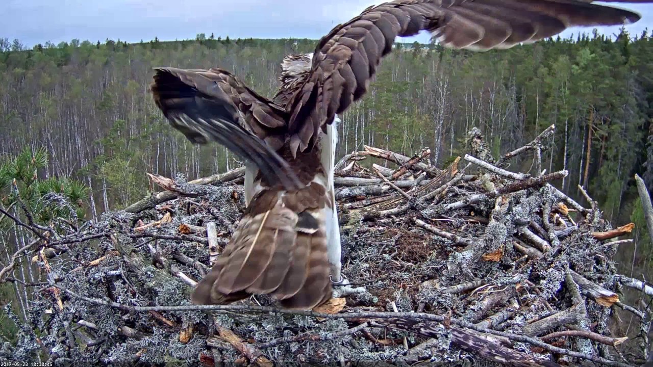 23/05/2017 18:37 Estonian Ospreys LF and LA (LK-kalakotkas) - YouTube
