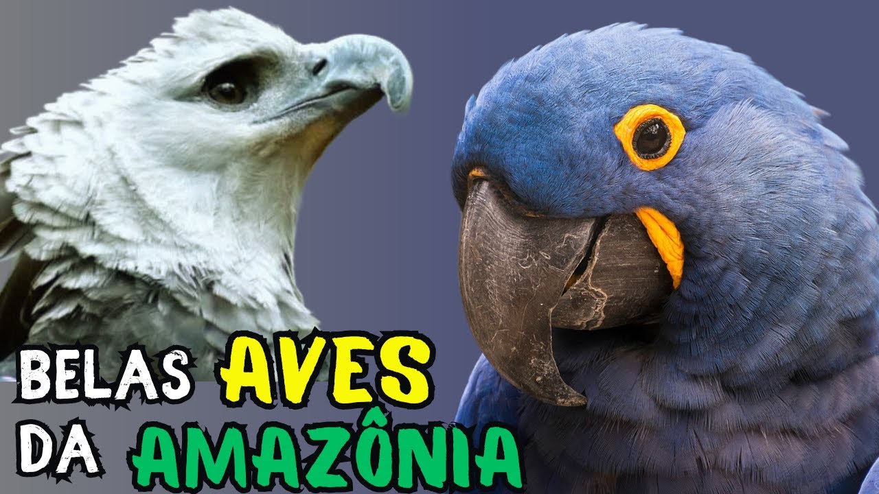 20 AVES INCRÍVEIS DA AMAZÔNIA - YouTube