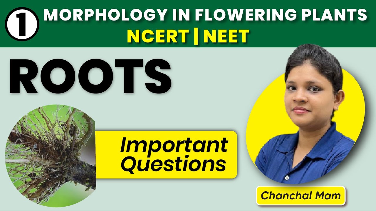 #1 | ROOTS - Morphology in Flowering Plants Important Questions Class ...