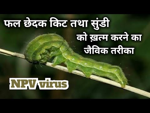 NPV Virus, फल छेदक तथा सुंडी को खत्म करने का जैविक तरीका। - YouTube