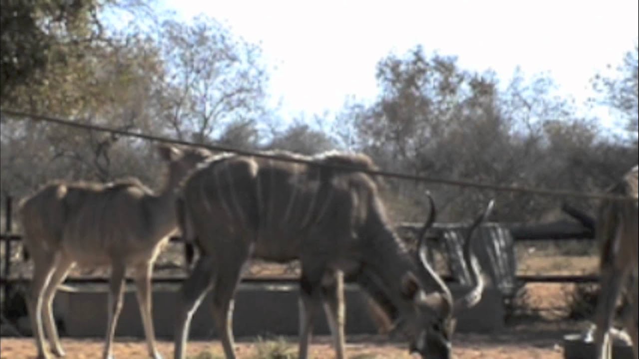 Kudu Bull Bow Shot - YouTube