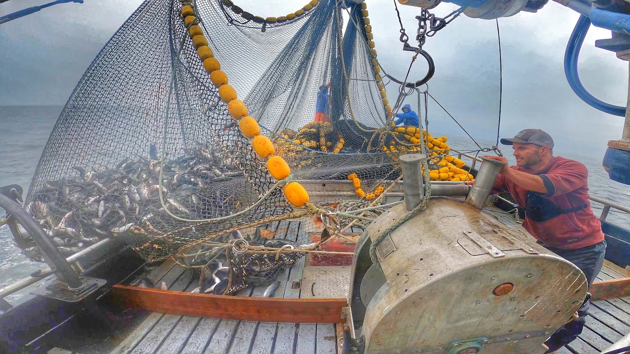 Wild Alaska Purse Seining (BIG LOAD) Commercial Fishing for Salmon ...