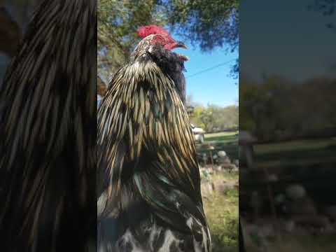 Picture from The Death of the Rooster - YouTube