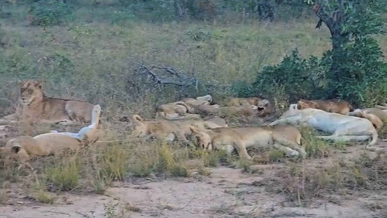 Birmingham Lion Pride with White Lion Members | Kruger | 16 May 2025 ...