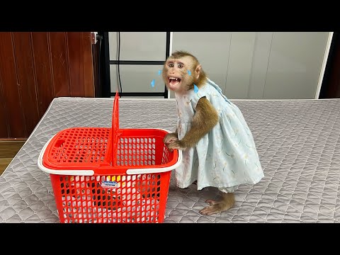 monkey Tina stood beside monkey Xuka to protect her and didn't want to leave.