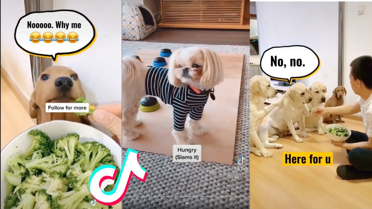 Funny Smart Dogs on Tiktok that Will 100% Make Your Day Better 🥰 - YouTube
