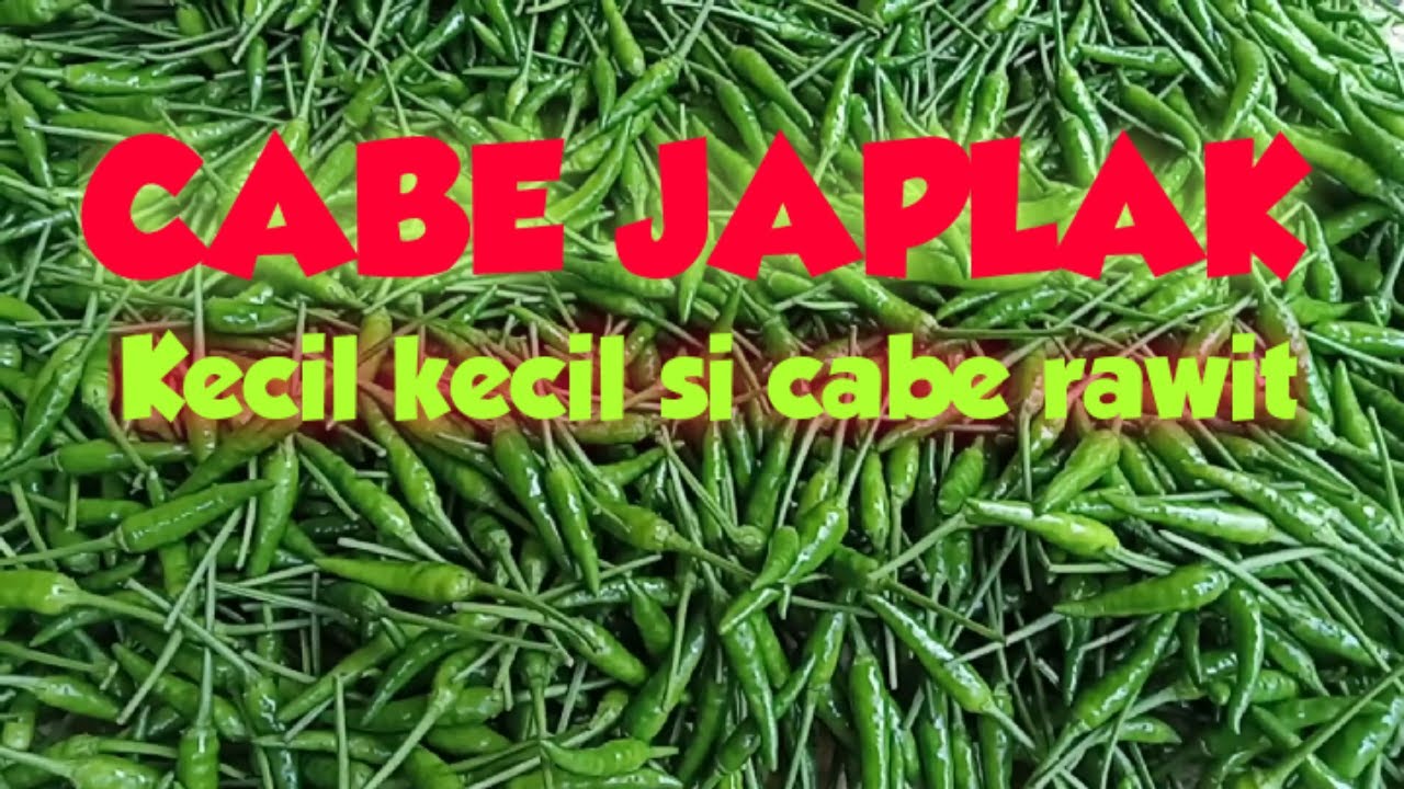 CABE JAPLAK PACITAN - YouTube