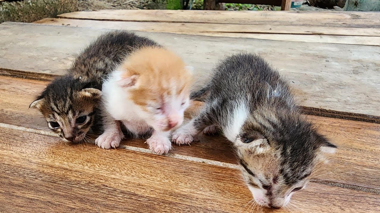 Mama Cat Brings Her 3 Kittens Home - So Cute and Adorable! - YouTube