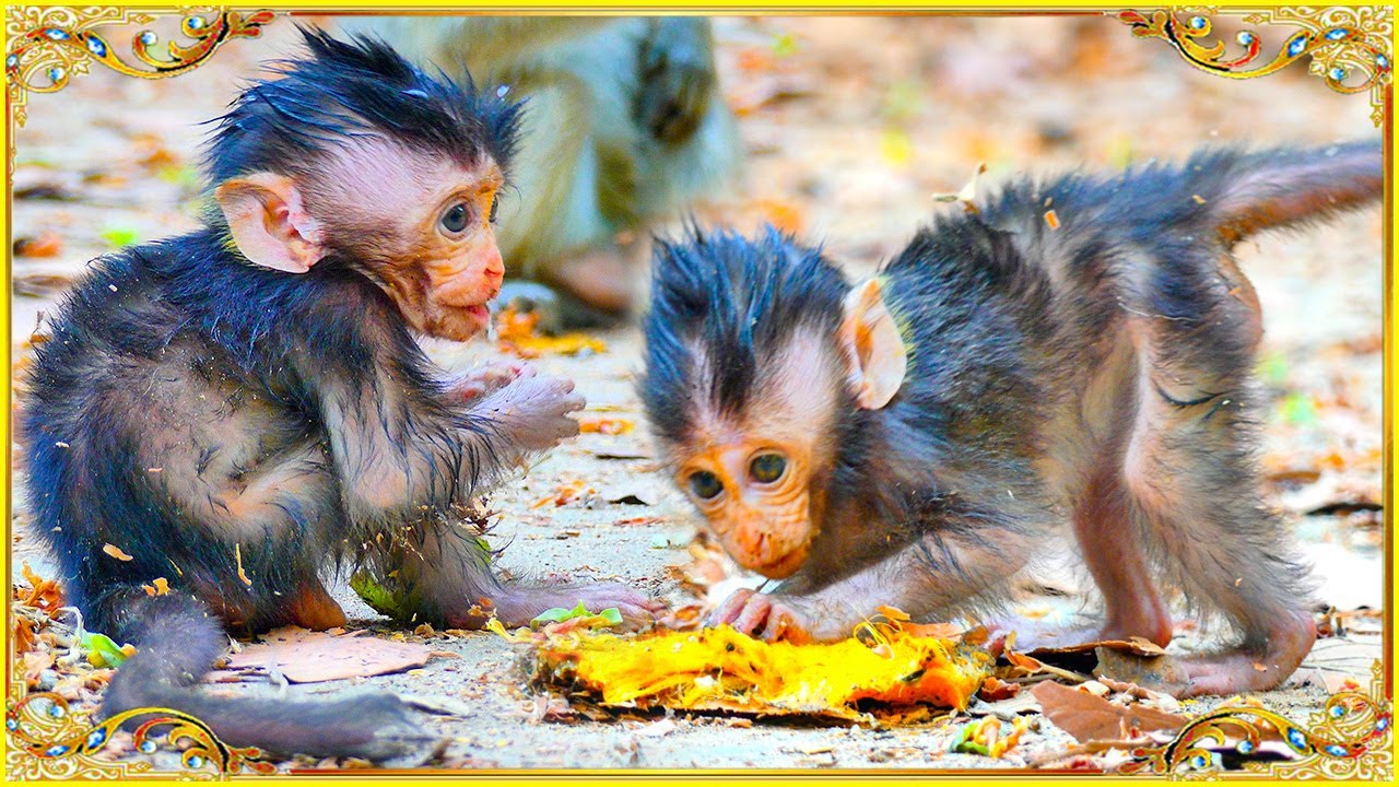 The small baby ran very fast to Mom for help while he was sc@red of ...