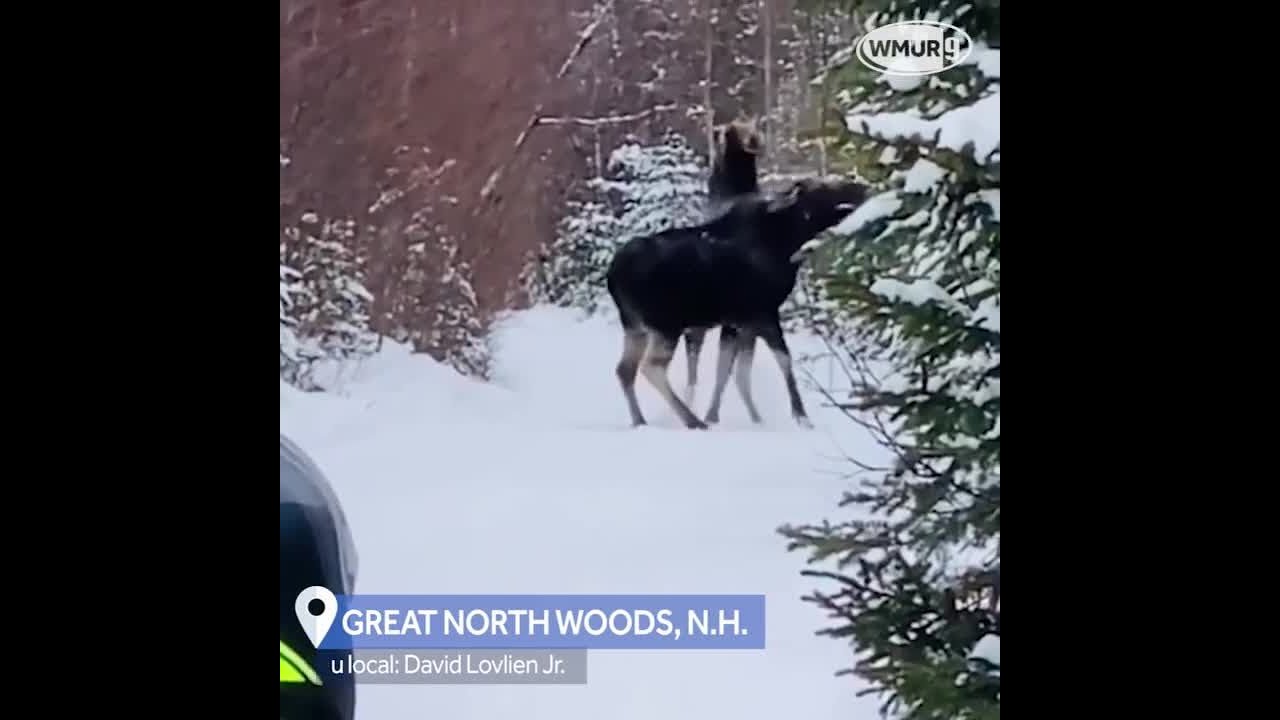 Video: New Hampshire moose play in snow - YouTube