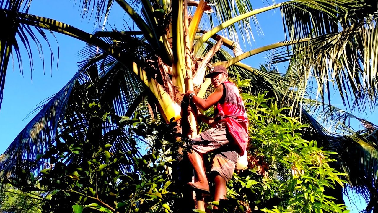 Sukang Tuba, Paano Gumawa. - YouTube