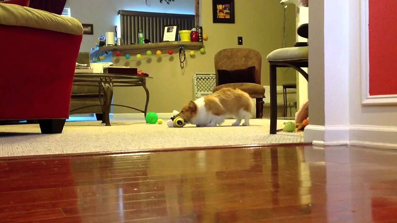 Ed the corgi Busy Bee - YouTube