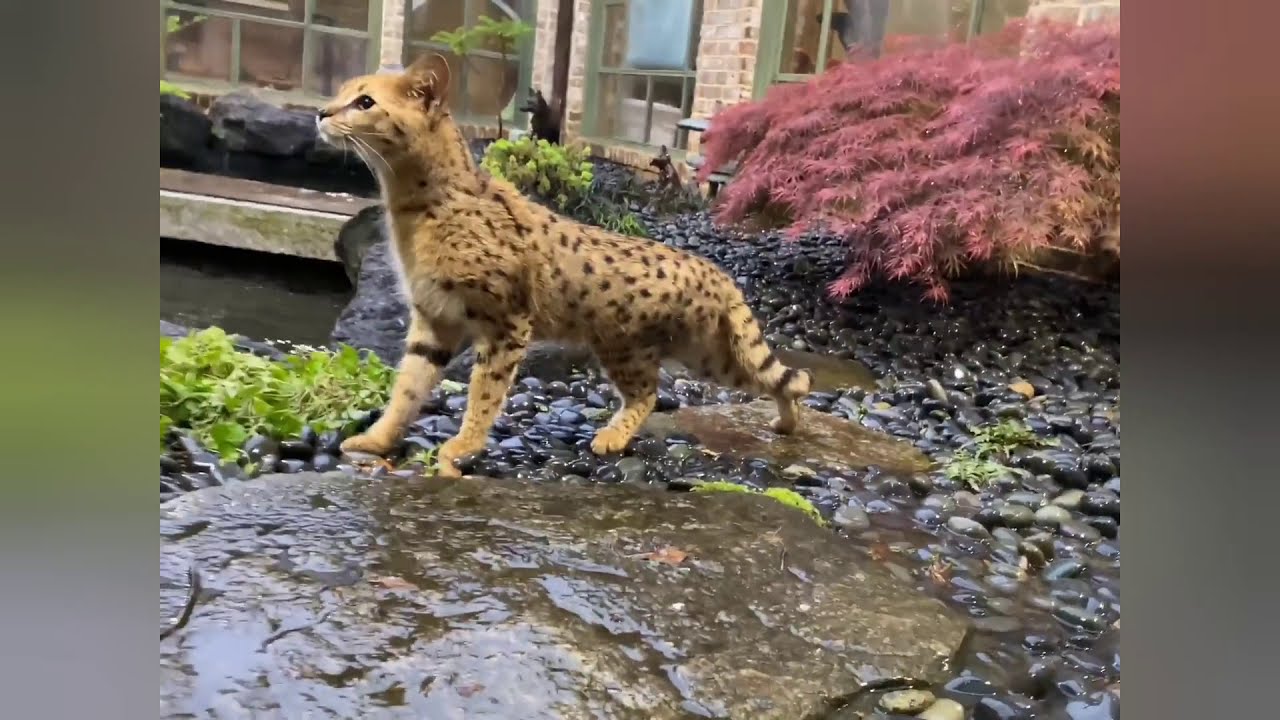 Cute, funny and derpy animals compilation #13 - YouTube