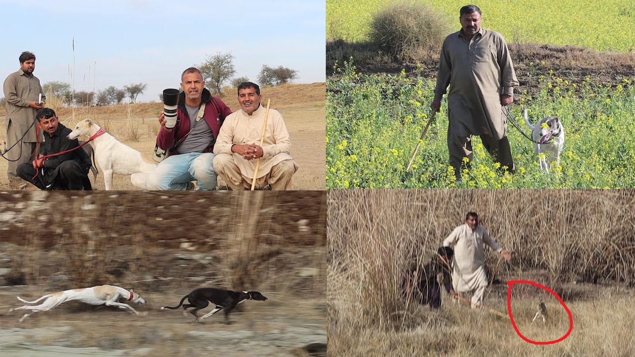 Khargosh Ka Shikar Dhab Chakwal 2022 | How to track a Rabbit | Rabbit ...