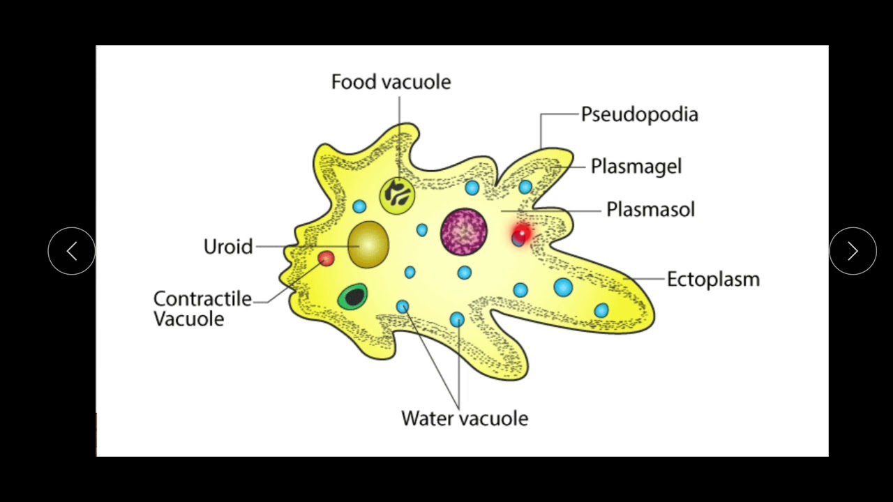 Paper l:- structure and function of invertebrate types - YouTube