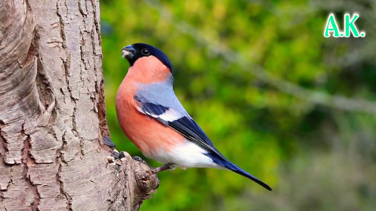 Birds🐦dancing Cute birds..... - YouTube