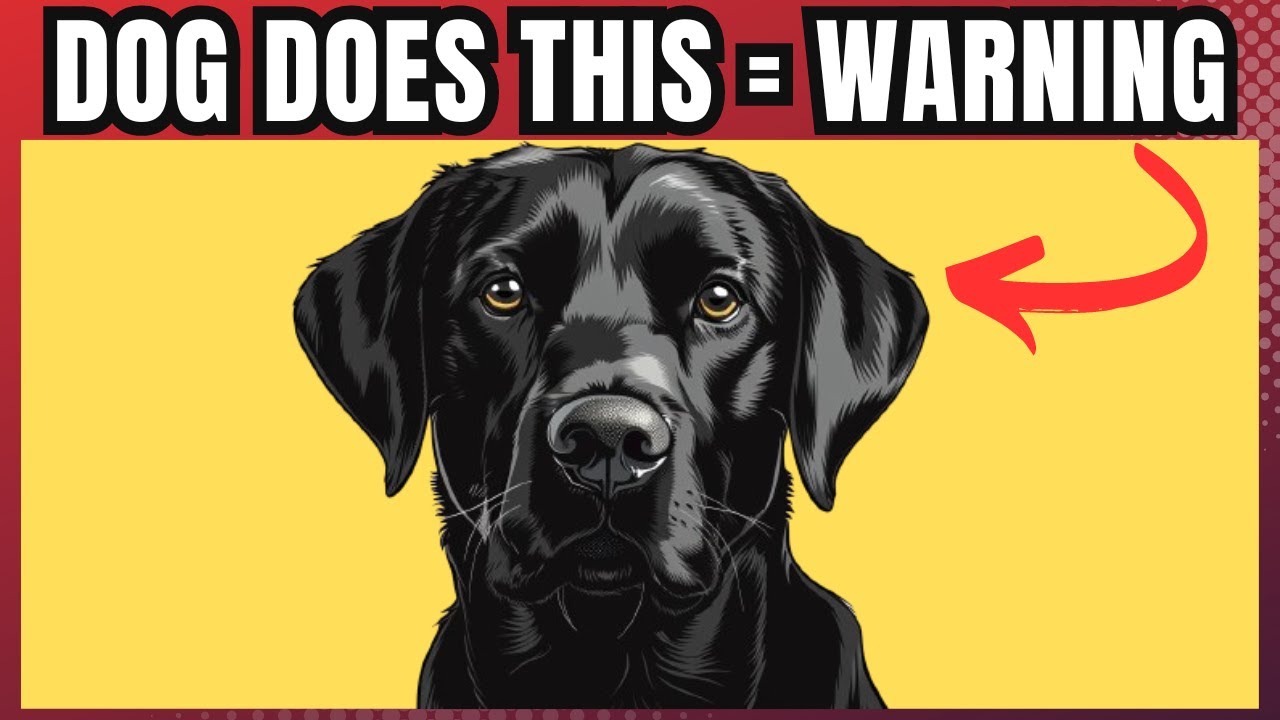 The Real Reason Dogs Stare At You Is Scary - YouTube