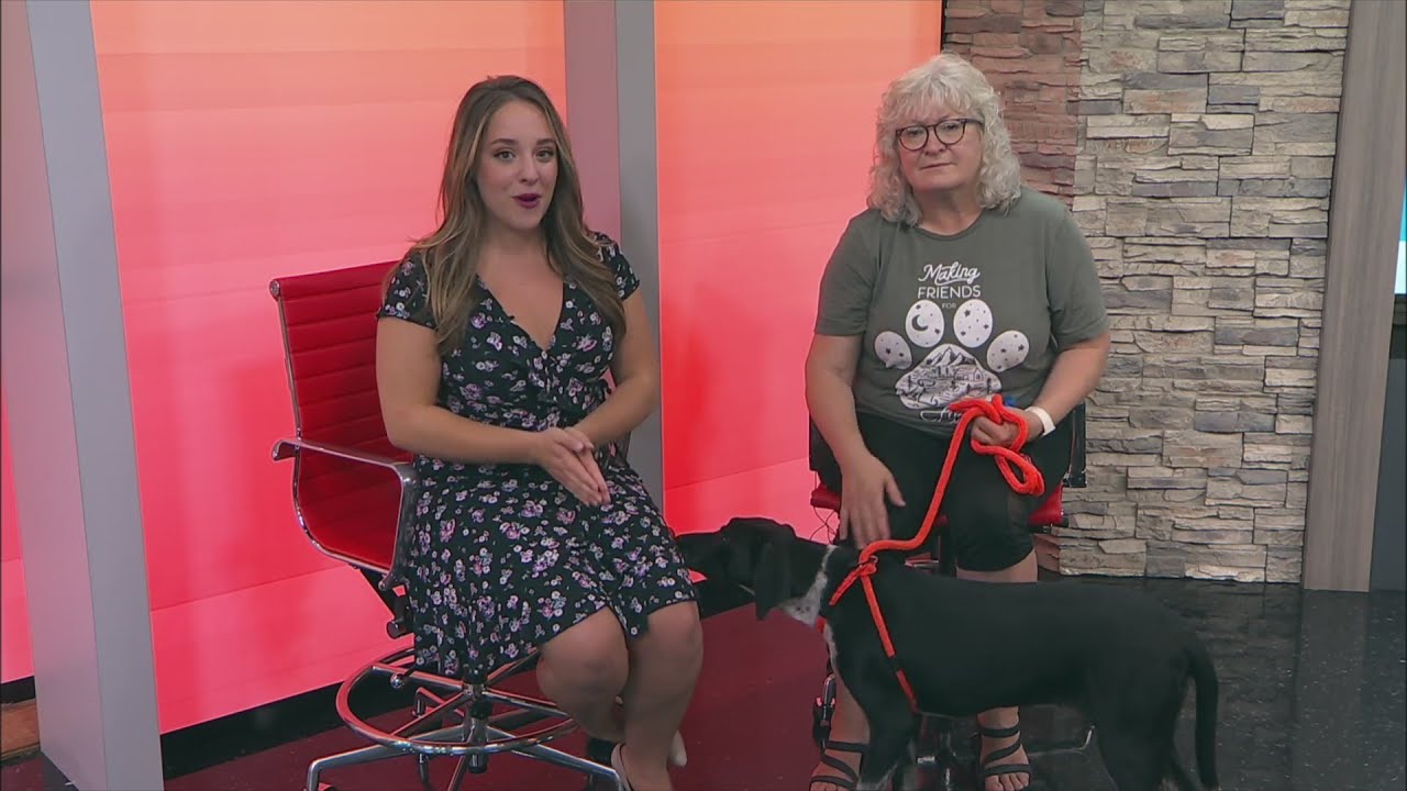 Pet of the Week: Joni, Wetzel County Animal Shelter - YouTube