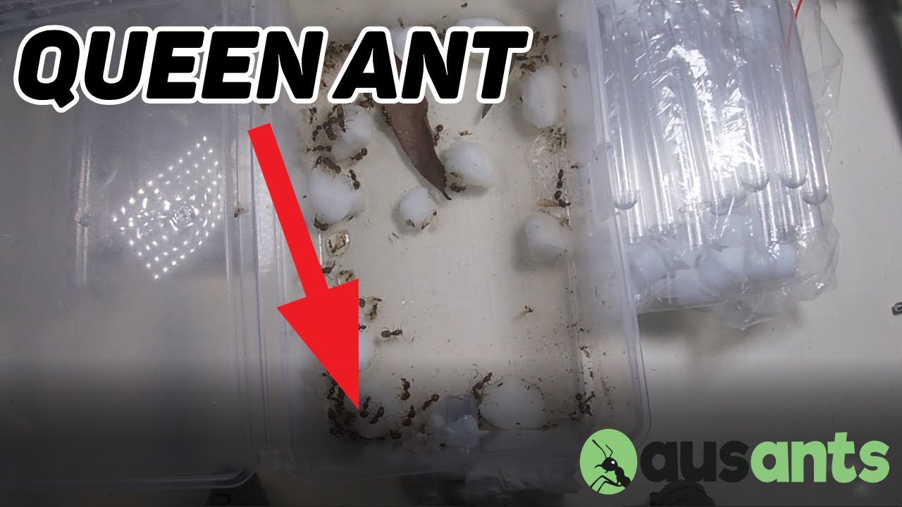 Showing Off My Funnel Ants (Aphaenogaster Longiceps) - YouTube