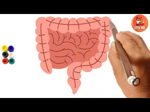 Intestine | How to draw Intestine easily in Step by step #kids #cartoon ...