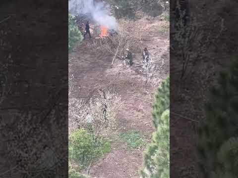 Bakıda məhv edilən yaşıllıq